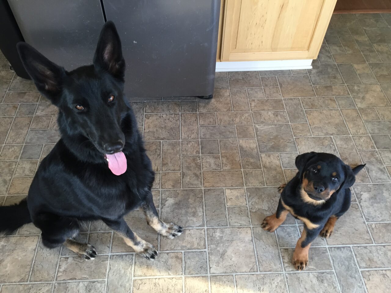 GALLERY | One Smart K9 Dog Training
