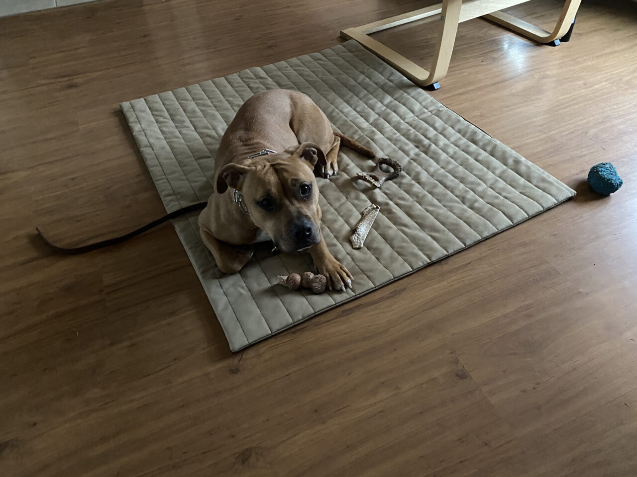 GALLERY | One Smart K9 Dog Training